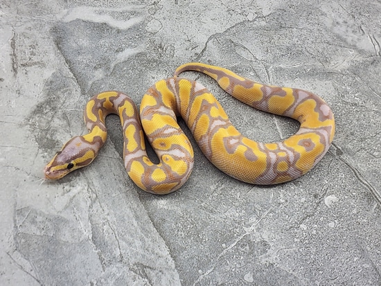 Banana Enchi Yellow Belly Ball Python by Setto Snake