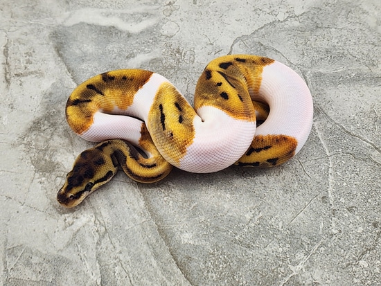 HGW GeneX Pied Ball Python by Setto Snake