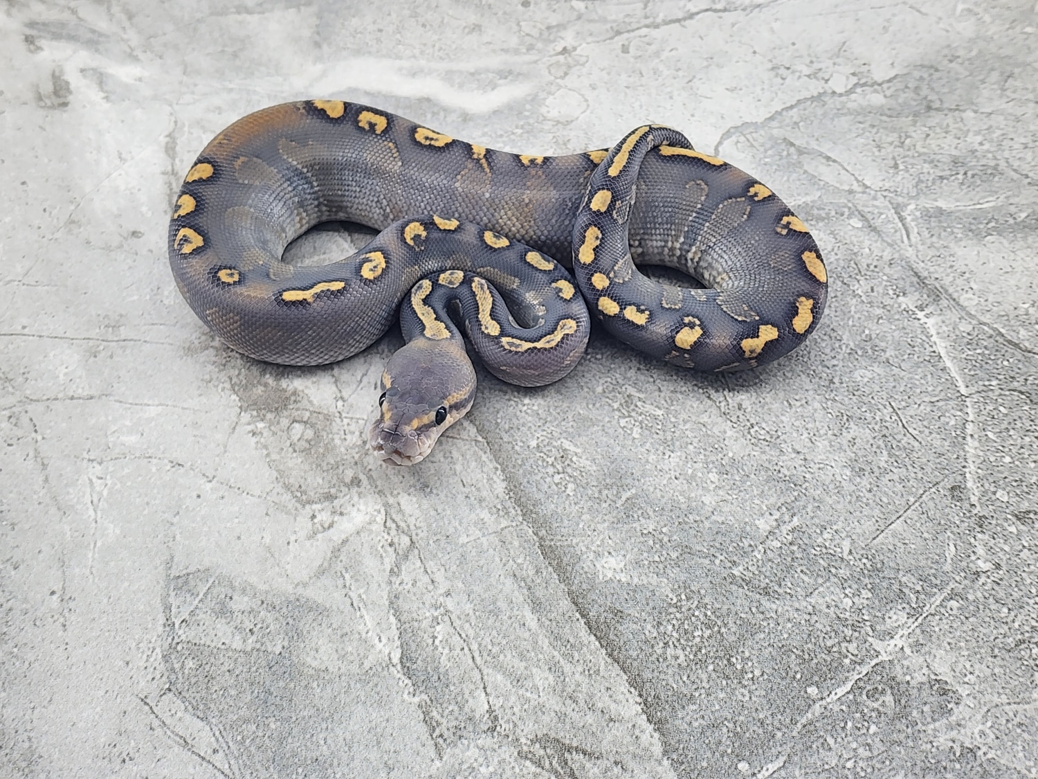 GHI Chocolate Hypo FREE SHIPPING Ball Python by Setto Snake - MorphMarket