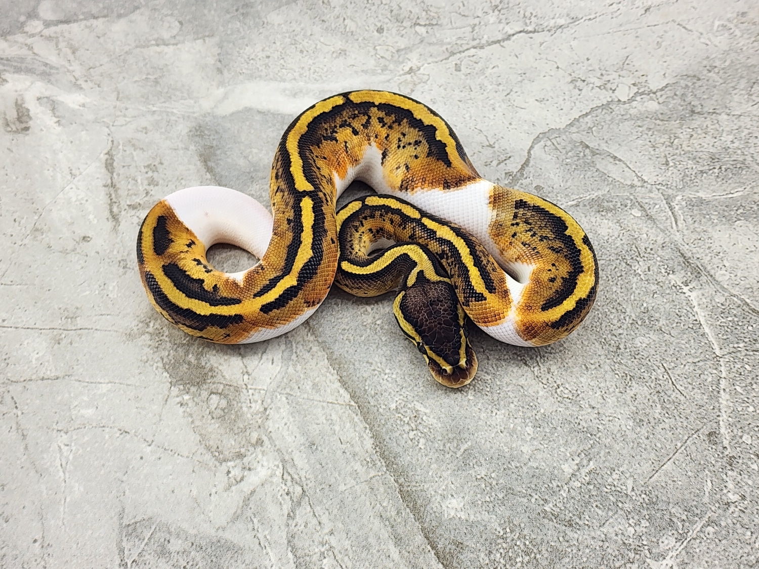 Pastel Pied Ball Python by Setto Snake - MorphMarket