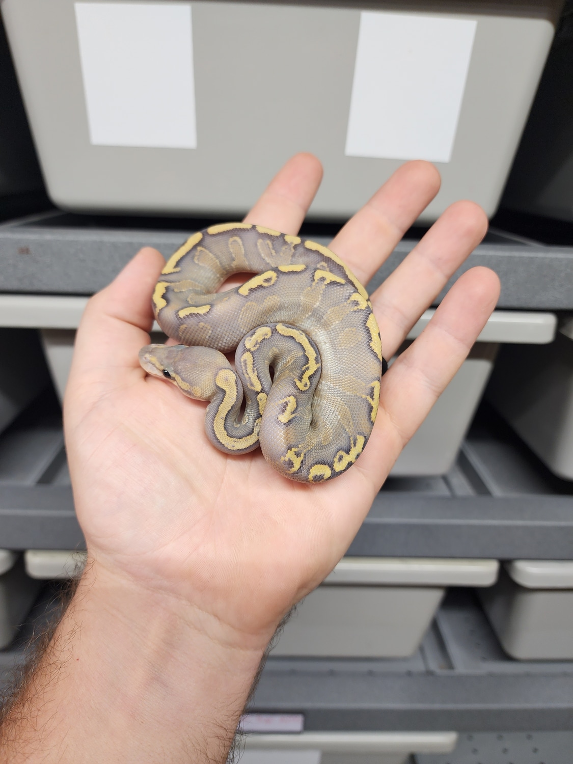 Ghi Chocolate Cypress Hypo Ball Python by Setto Snake - MorphMarket