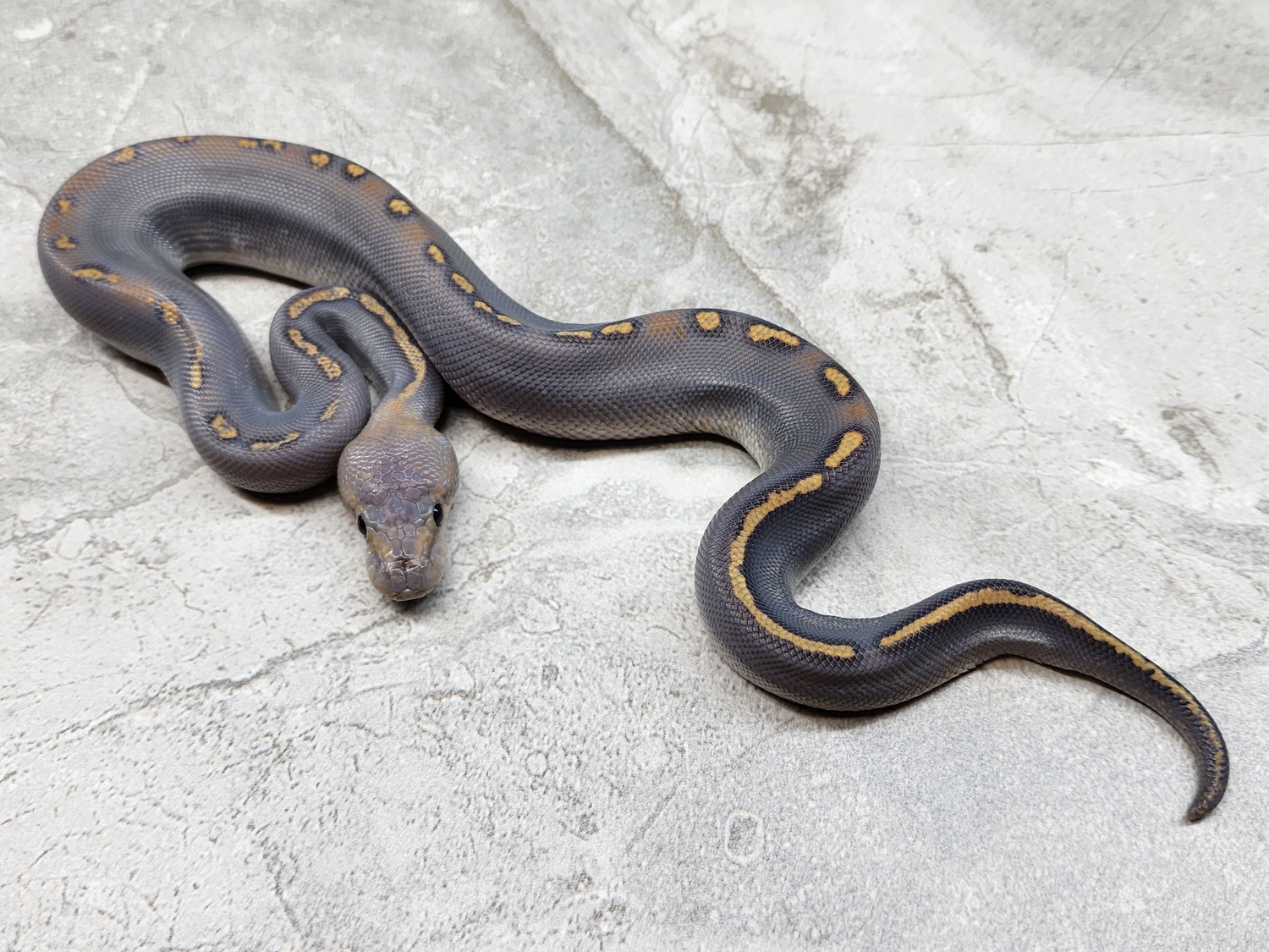 GHI Chocolate Cinder Hypo Ball Python by Setto Snake - MorphMarket