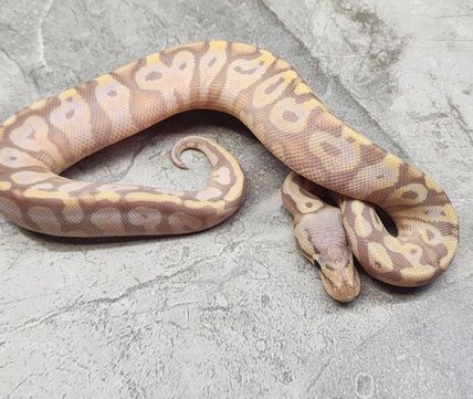 Ghi Chocolate Cypress Hypo Ball Python by Setto Snake - MorphMarket