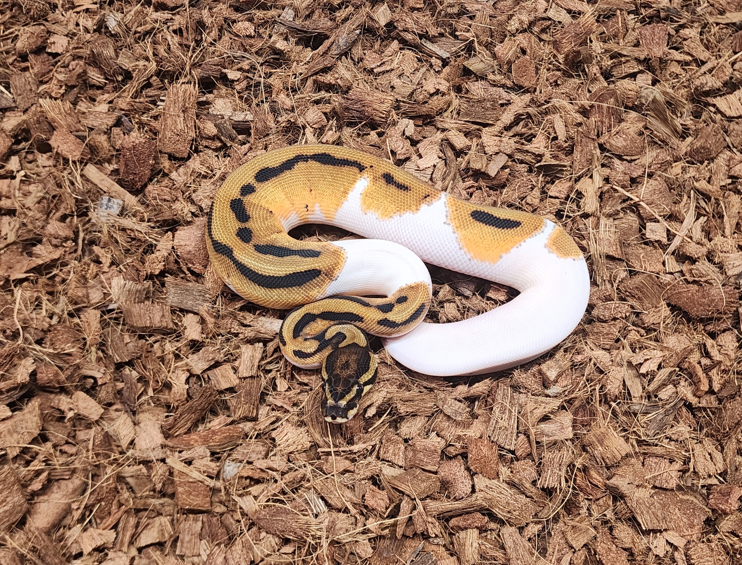 OD RS Pied Ball Python by Setto Snake - MorphMarket