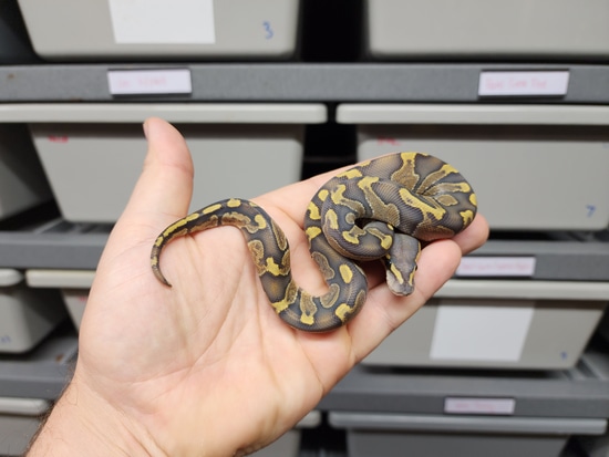 GHI Enchi Chocolate Hypo Ball Python by Setto Snake