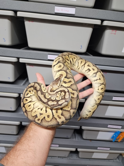 Super Pastel Bongo Ball Python by Setto Snake