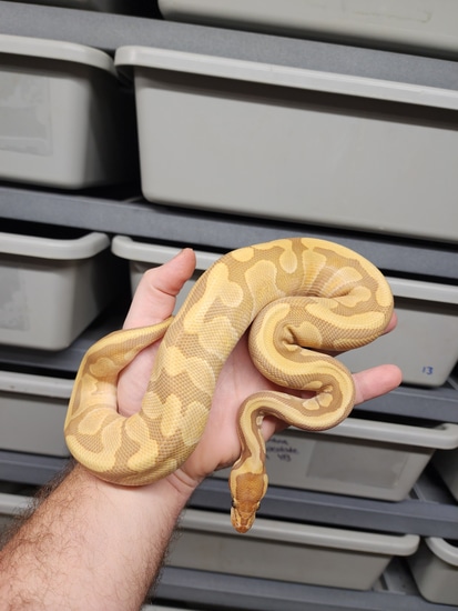 Mahogany Enchi Ultramel 66% Het Cryptic Ball Python by Setto Snake