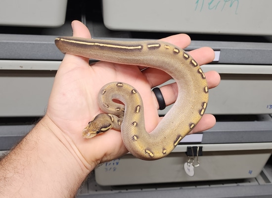 GHI Freeway ***FREE SHIPPING*** Ball Python by Setto Snake