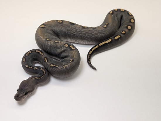 GHI Chocolate Cinder Hypo **FREE SHIPPING** Ball Python by Setto Snake