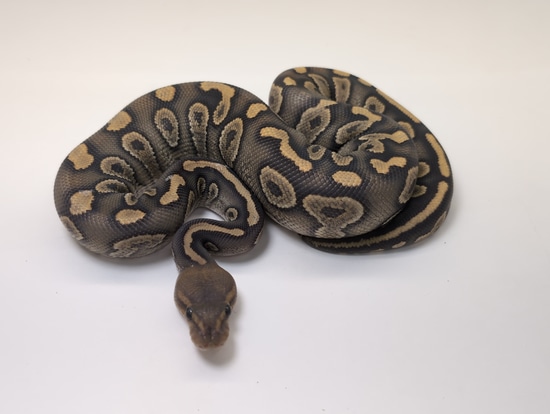 Chocolate Cinder Hypo **FREE SHIPPING** Ball Python by Setto Snake