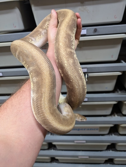 Enchi Lucifer Hgw Pin Ball Python by Setto Snake
