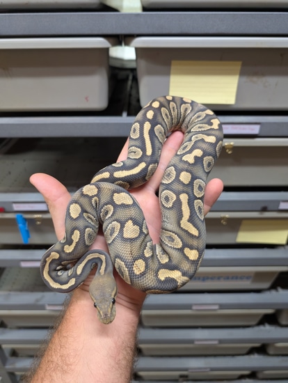 Chocolate Cinder Hypo Ball Python by Setto Snake
