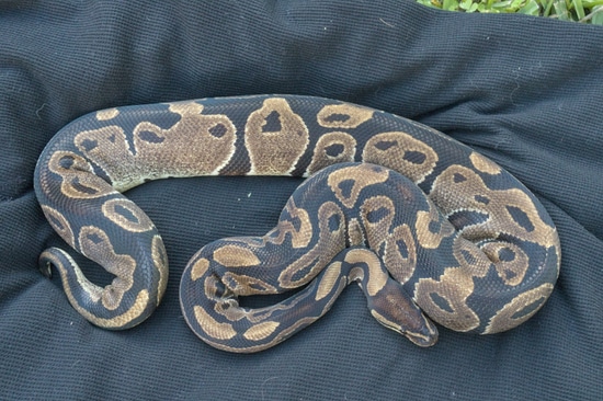 Dark Dinker Ball Python by Bubblehead