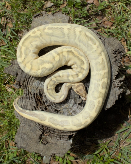 Leopard Highway Ball Python by Bubblehead