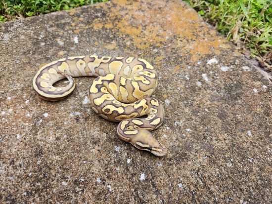 Lesser Fire Ball Python by Bubblehead