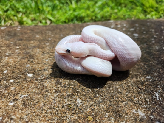 Lesser Mojave (BEL) Ball Python by Bubblehead