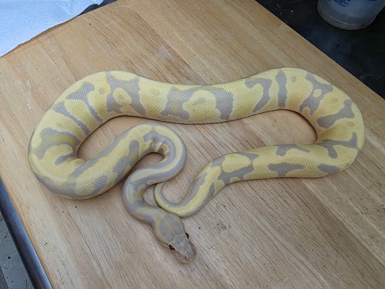Candino Acid Ball Python by Bubblehead