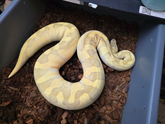 Lesser Enchi Fire Ball Python by Bubblehead