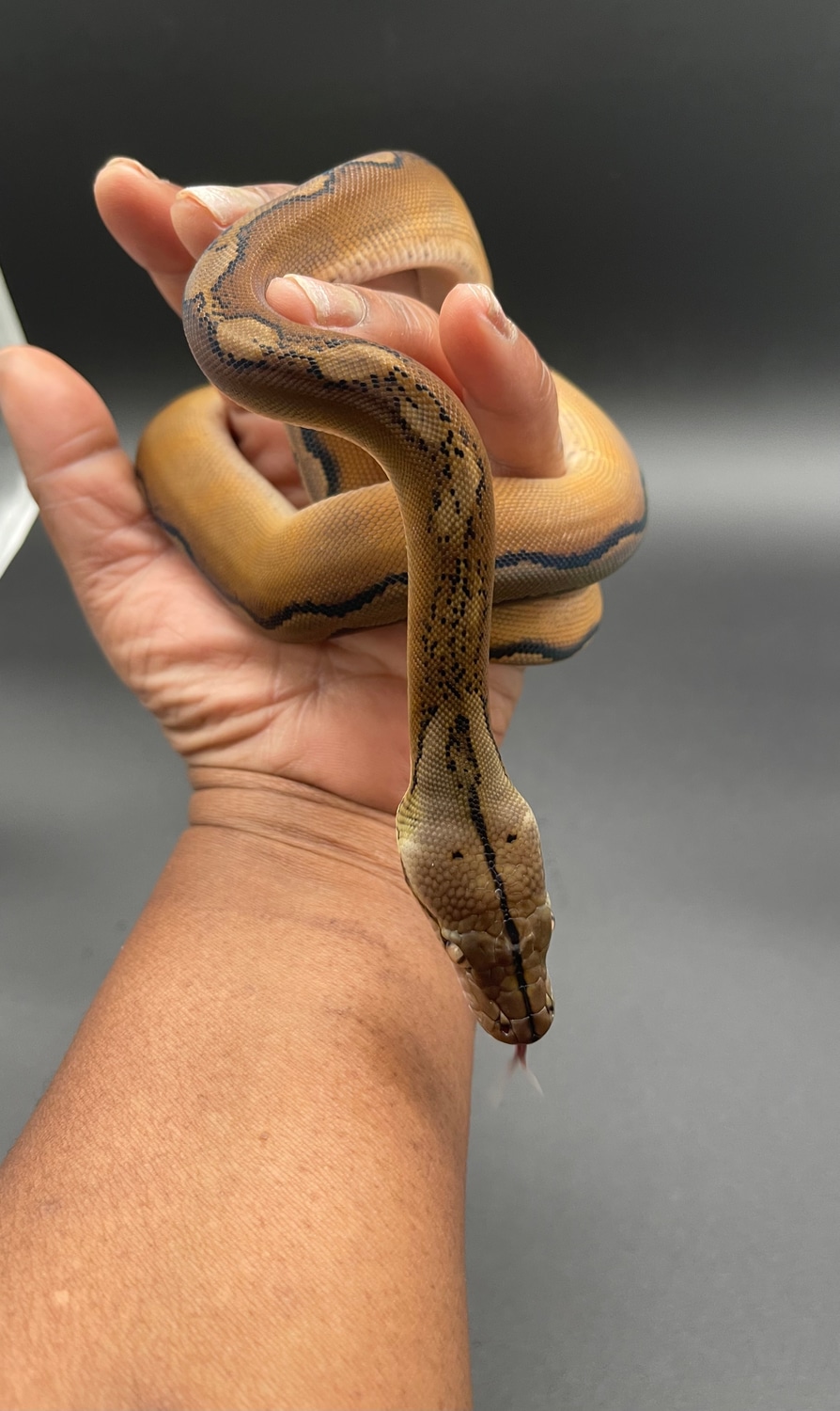 2023 Motley Mochino Sunfire-50%het Mocha 66% Het Albino Reticulated ...