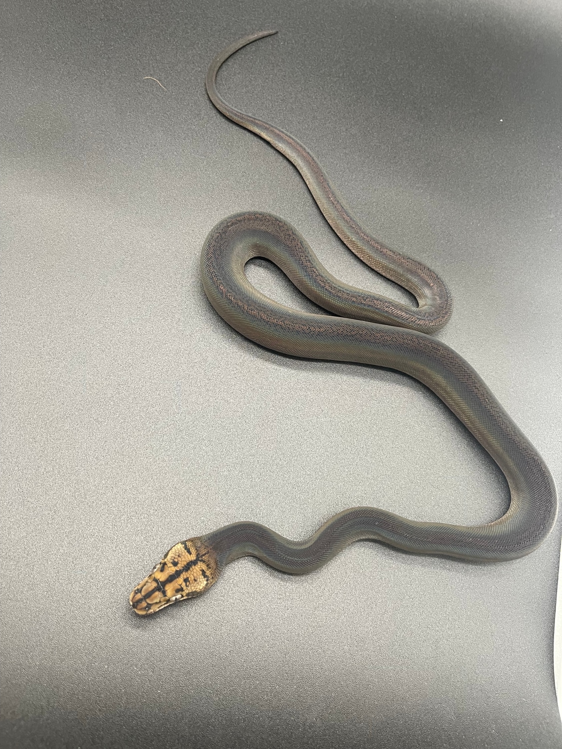 Motley Golden Child Sunfire 66% Het Albino 50% Het Mocha Reticulated ...