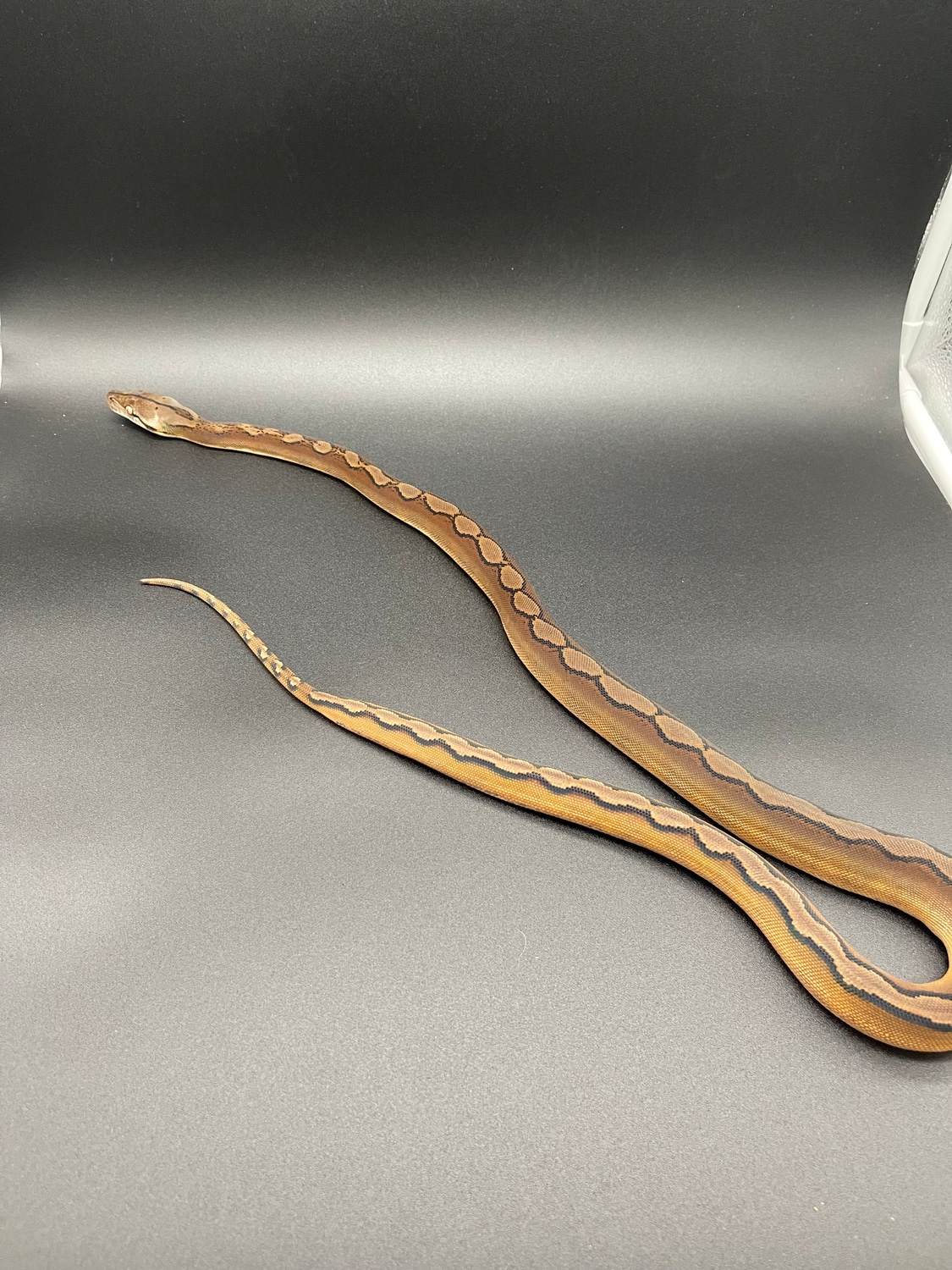 2023 Motley Sunfire 100% Het White Phase Albino Or Mocha. Reticulated ...