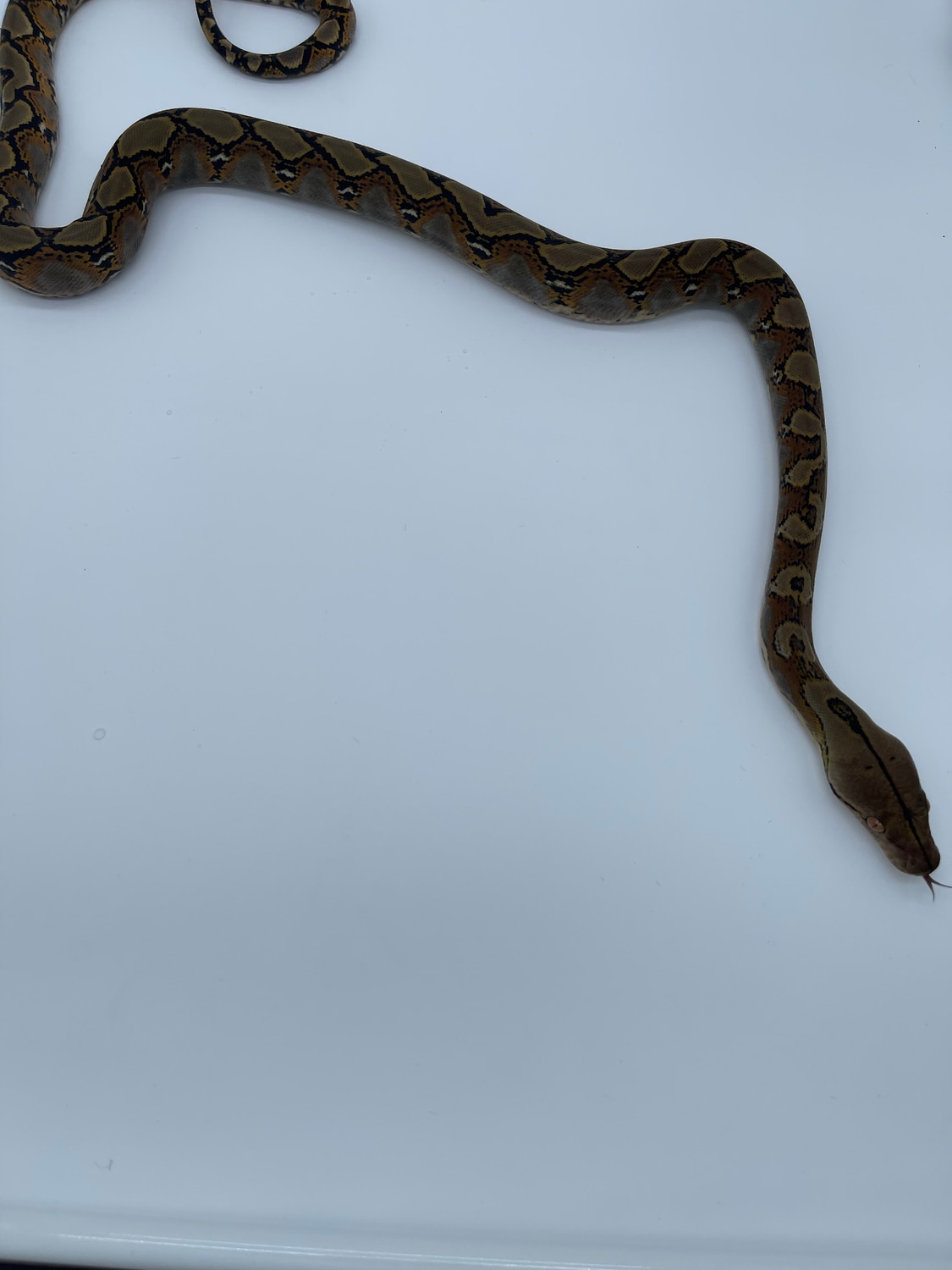 Beautiful 2023 Female 100% Het White Phase Albino Or Mocha Reticulated ...