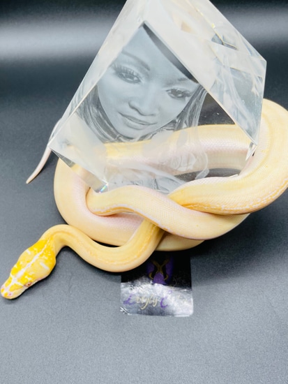 Female White Phase Albino Motley Goldenchild Reticulated Python by ...