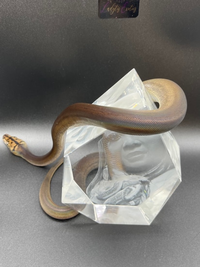 2023 Female Motley Golden Child Sunfire Het White Phase Albino Or Mocha ...