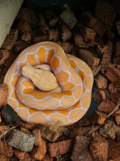 Albino Sunfire Reticulated Python by Ladytis Exotics LLC