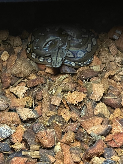 Female Motley Het White Albino Or Mocha Reticulated Python by Ladytis ...