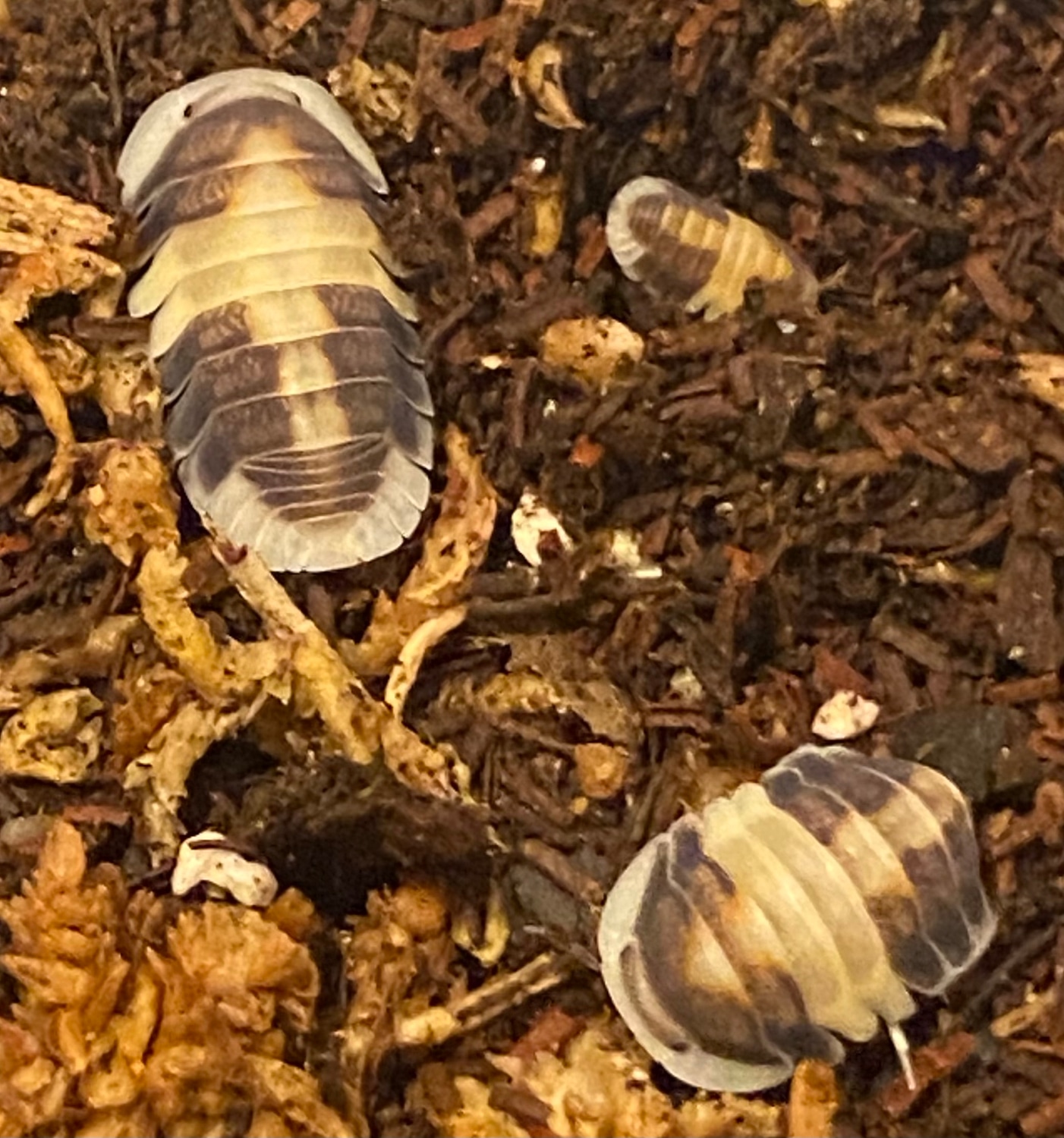 10+ Cubaris Sp. Cappuccino Isopod by GSconstrictors - MorphMarket