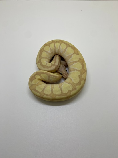 Pastel Banana Butter Enchi YellowBelly 50% Het Pied Ball Python by ...