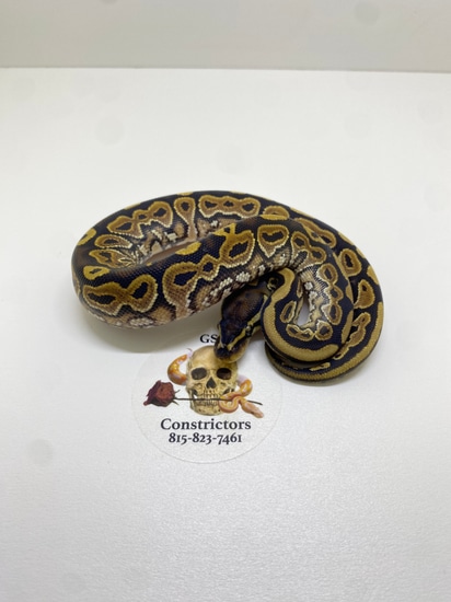 Gypsy 50% Het Ghost Ball Python by GSconstrictors