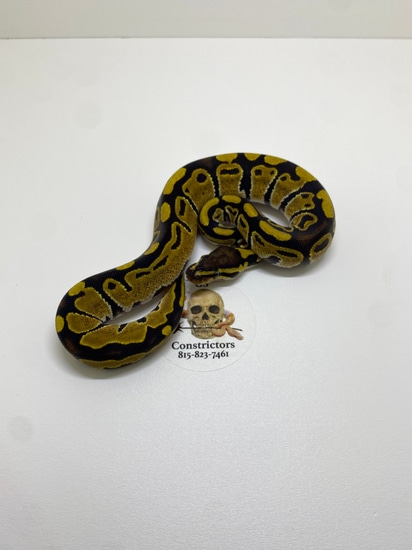 Triple Het Pied 50% Het Lavender Genetic Stripe Ball Python by ...