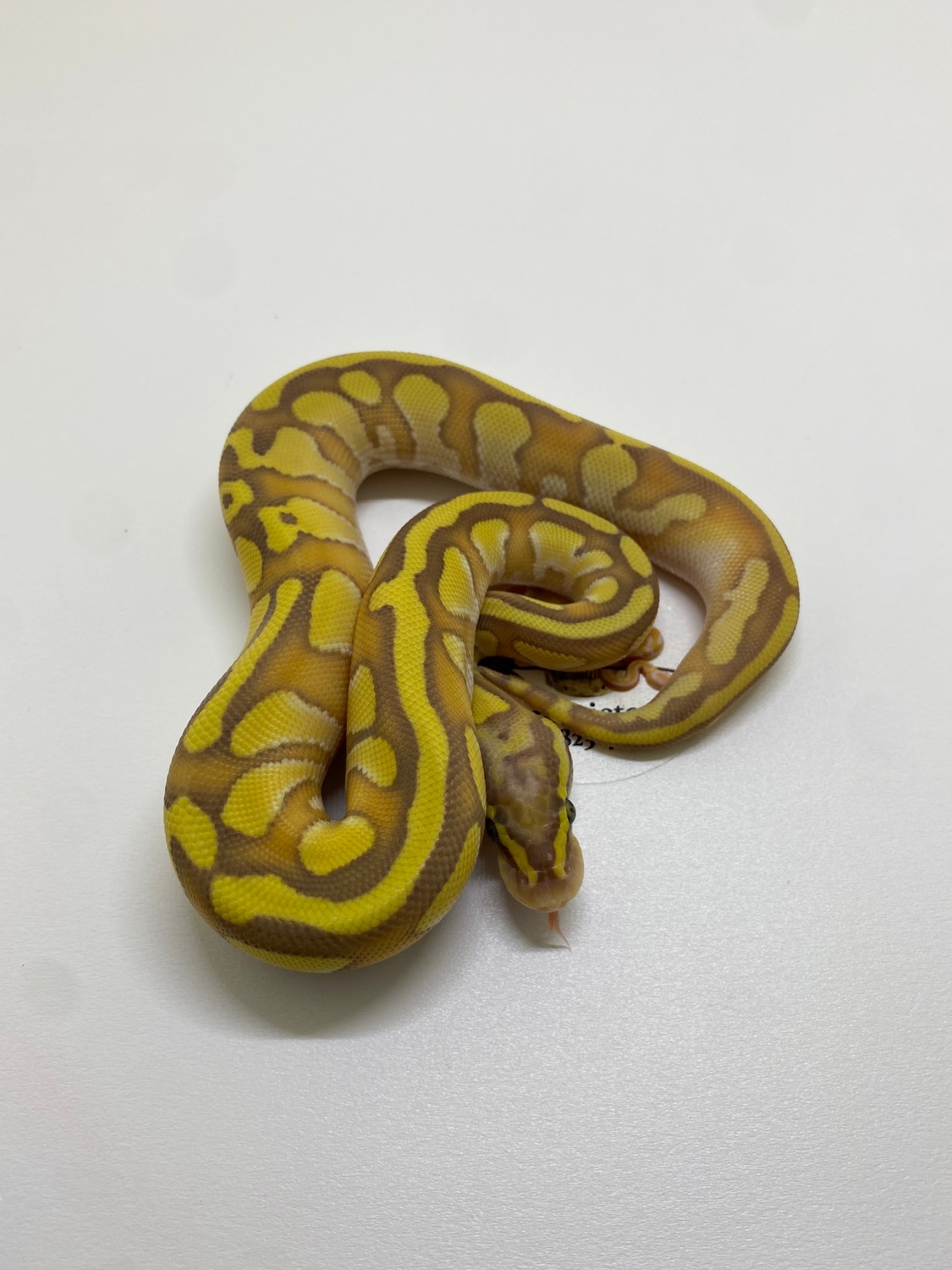 Pastel Banana Butter Yellowbelly Het Pied (Ringer) Ball Python by ...