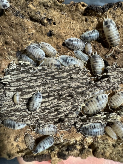Porcellio Laevis "Dairy Cow,White,Orange,Milkback” Isopod by GSconstrictors
