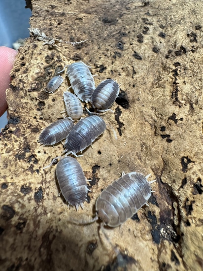 Porcellio Laevis "Milkback" Isopod by GSconstrictors