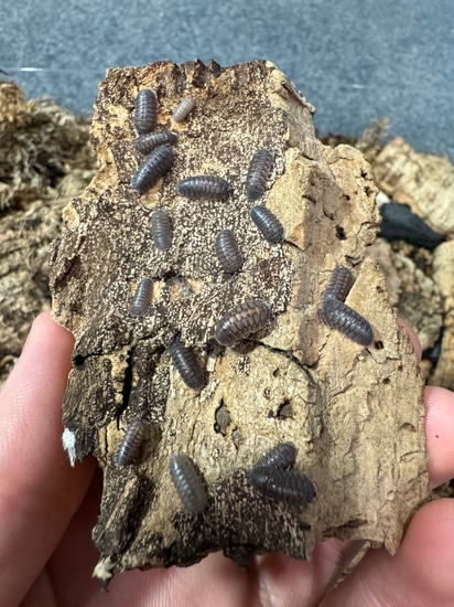 Armadillidium Sp. "Orange Stripe" Isopod by GSconstrictors