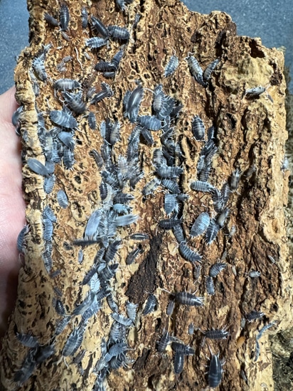 Porcellio Pruinosus "Oreo Crumble,Powder Orange, Orange Cream,Curly ...