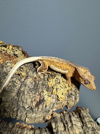 Yellow Phantom Lilly White (Empty Back) Crested Gecko by GSconstrictors