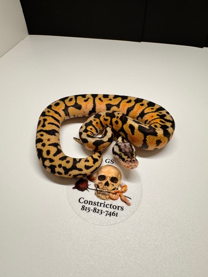 Pastel Spotnose Het Clown 66% Het Puzzle Ball Python by GSconstrictors