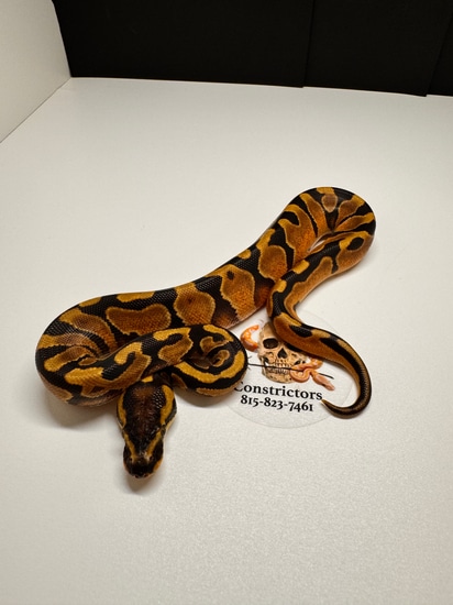 Enchi Orange Dream Yellowbelly/Asphalt Ball Python by GSconstrictors