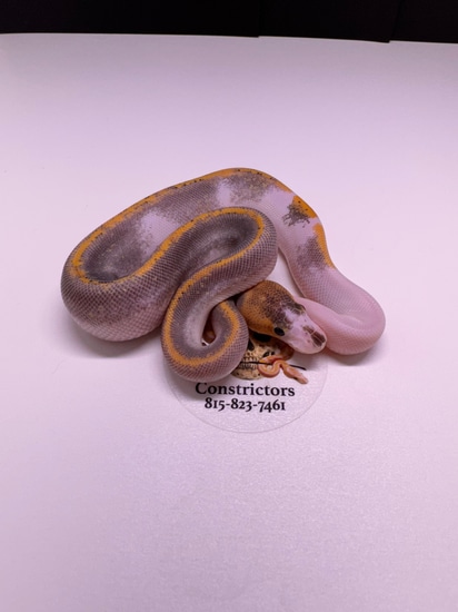 ‼️BLACK FRIDAY‼️ Champagne Enchi Blackhead Ivory Ball Python by ...