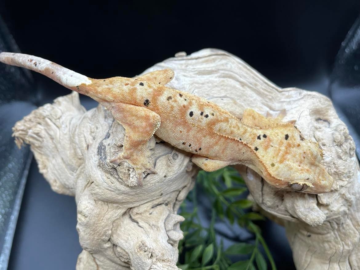 Confetti Citrus Brindle Crested Gecko by Gawking Geckos - MorphMarket