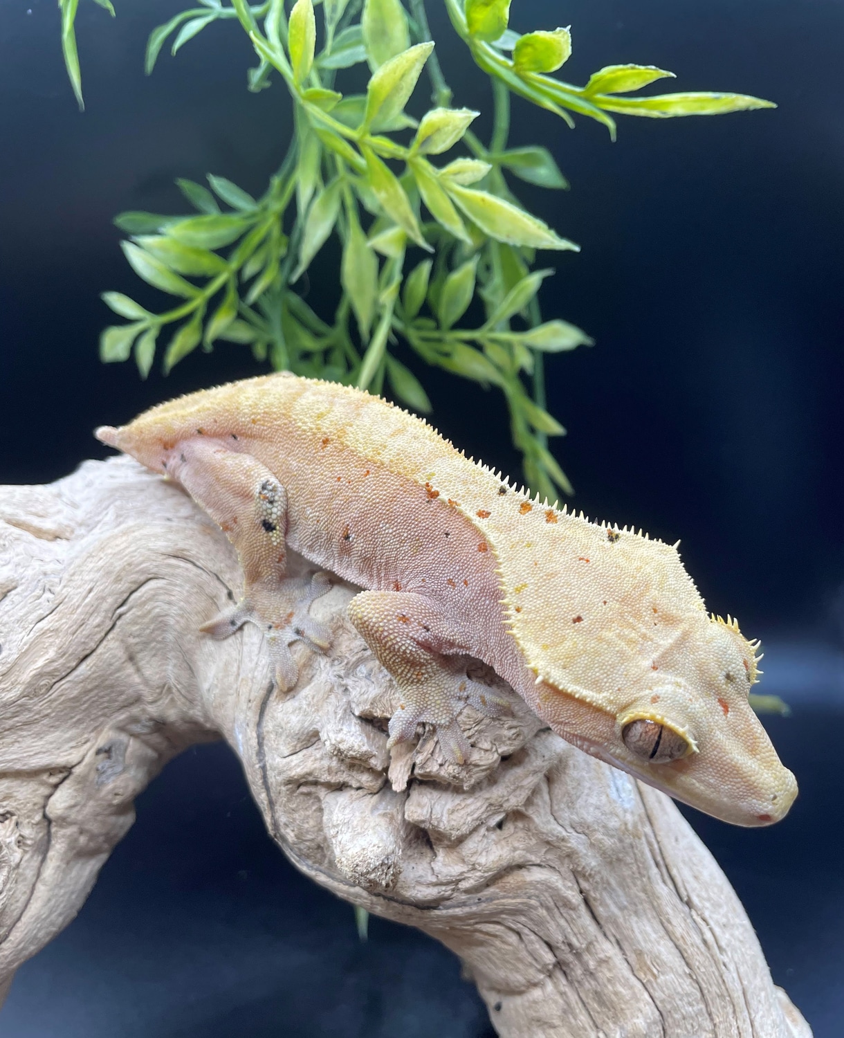 Pink Red Spot Dal Crested Gecko by Gawking Geckos - MorphMarket