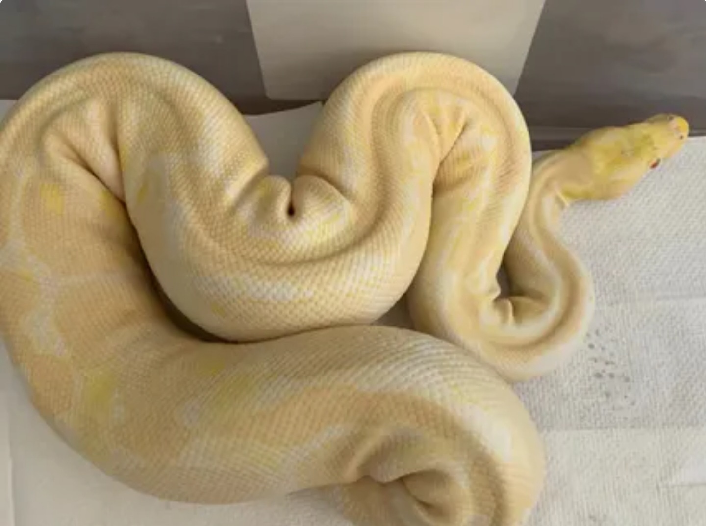 Female Adult Albino Ball Python by G.I Pythons - MorphMarket
