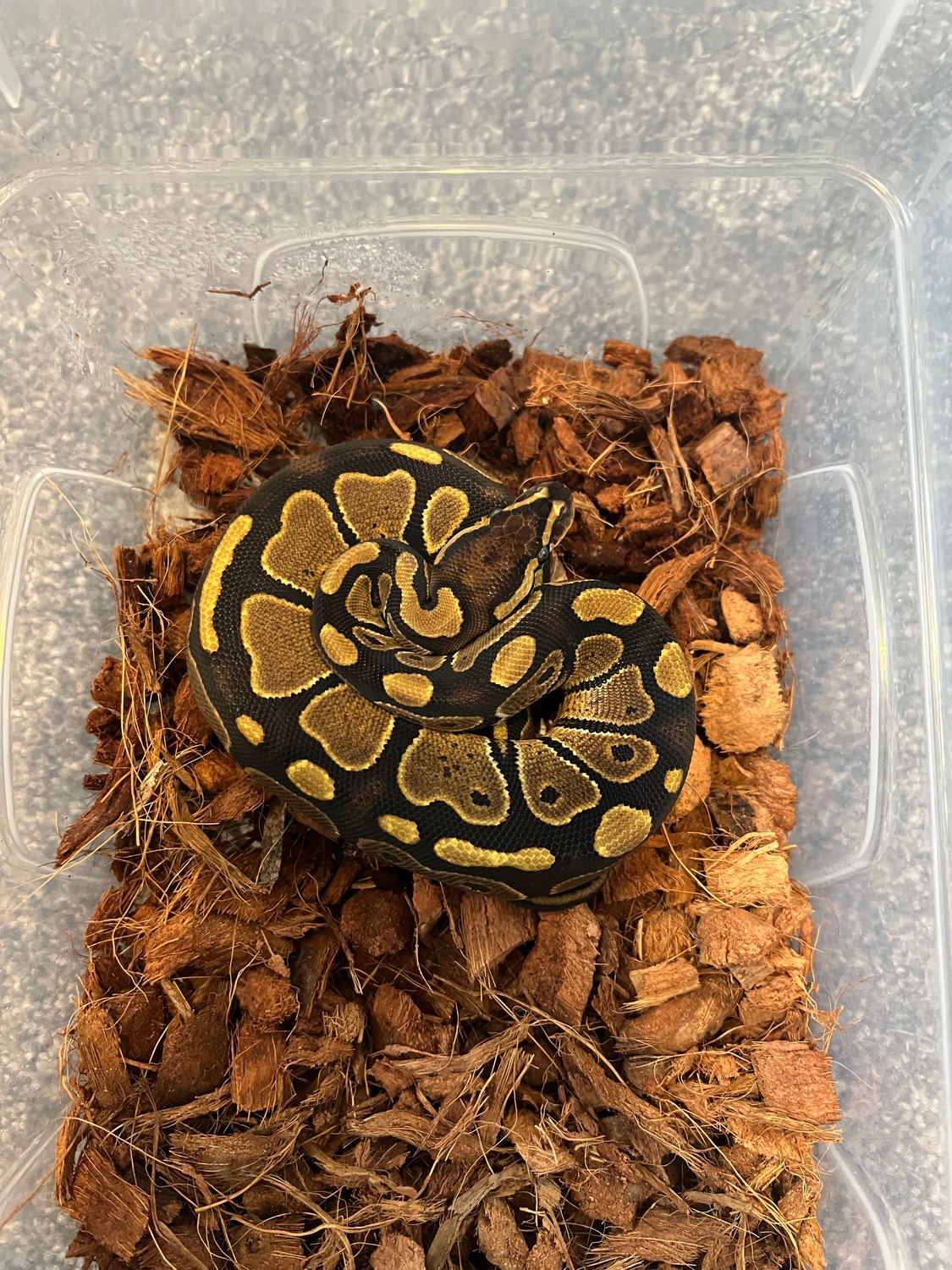 Normal 100% Het Pied 100% Het Albino Ball Python by G&T Reptiles ...