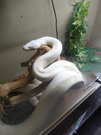 Breeding Pair Of Albino Carpet Pythons Other Carpet Python by Total balls