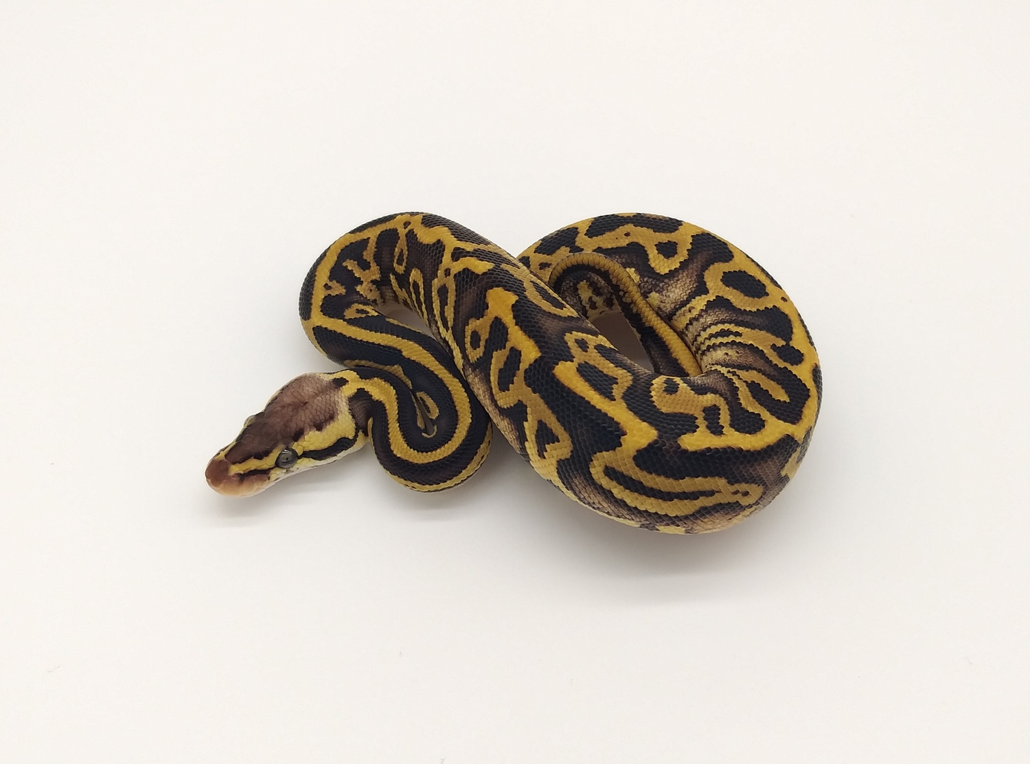 GB Pythons's Collection - MorphMarket