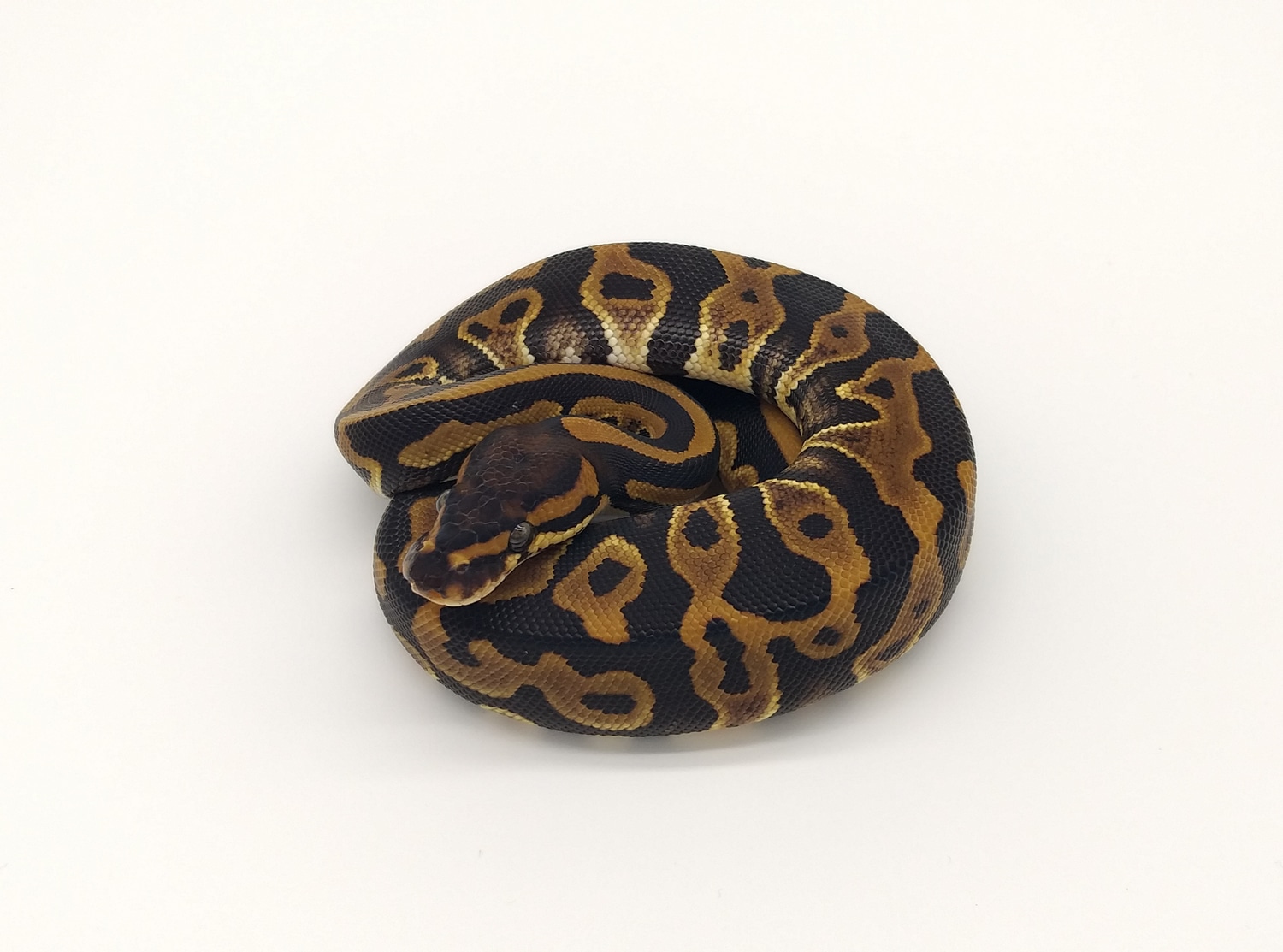 Leopard Q.h. Clown Piebald Ultramel Genetic Stripe P.h. Albino Ball ...